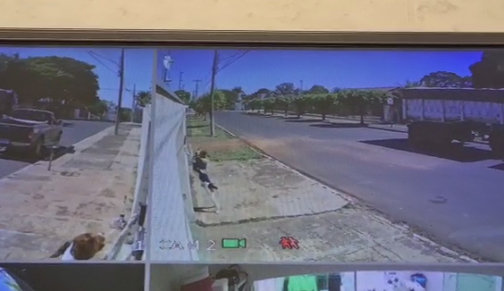 Cão Faísca toca campainha para entrar em casa e fica famoso na internet