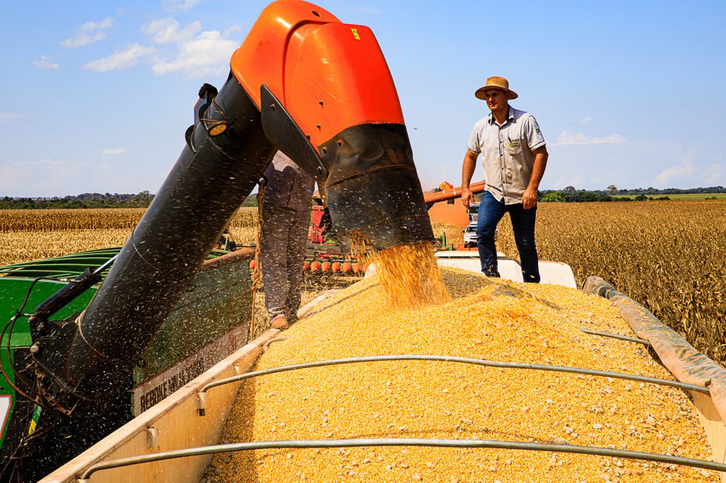 Safra de milho deve ultrapassar série histórica