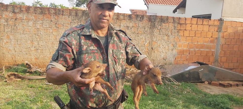 Filhotes de cateto são abandonados à margem de rodovia