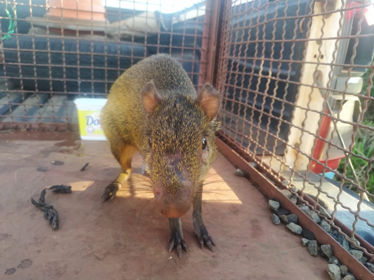 Cutia é vista passeando por academia de Batayporã; veja vídeo